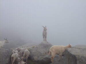 #1 Best Gaddi Tribe of Himachal Pradesh - Trekking Cougars