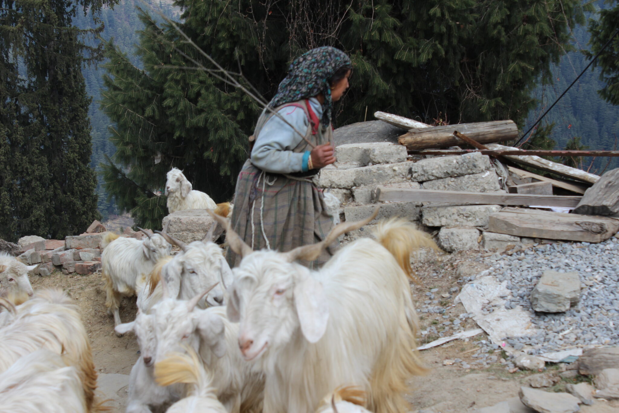 #1 Best Gaddi Tribe of Himachal Pradesh - Trekking Cougars